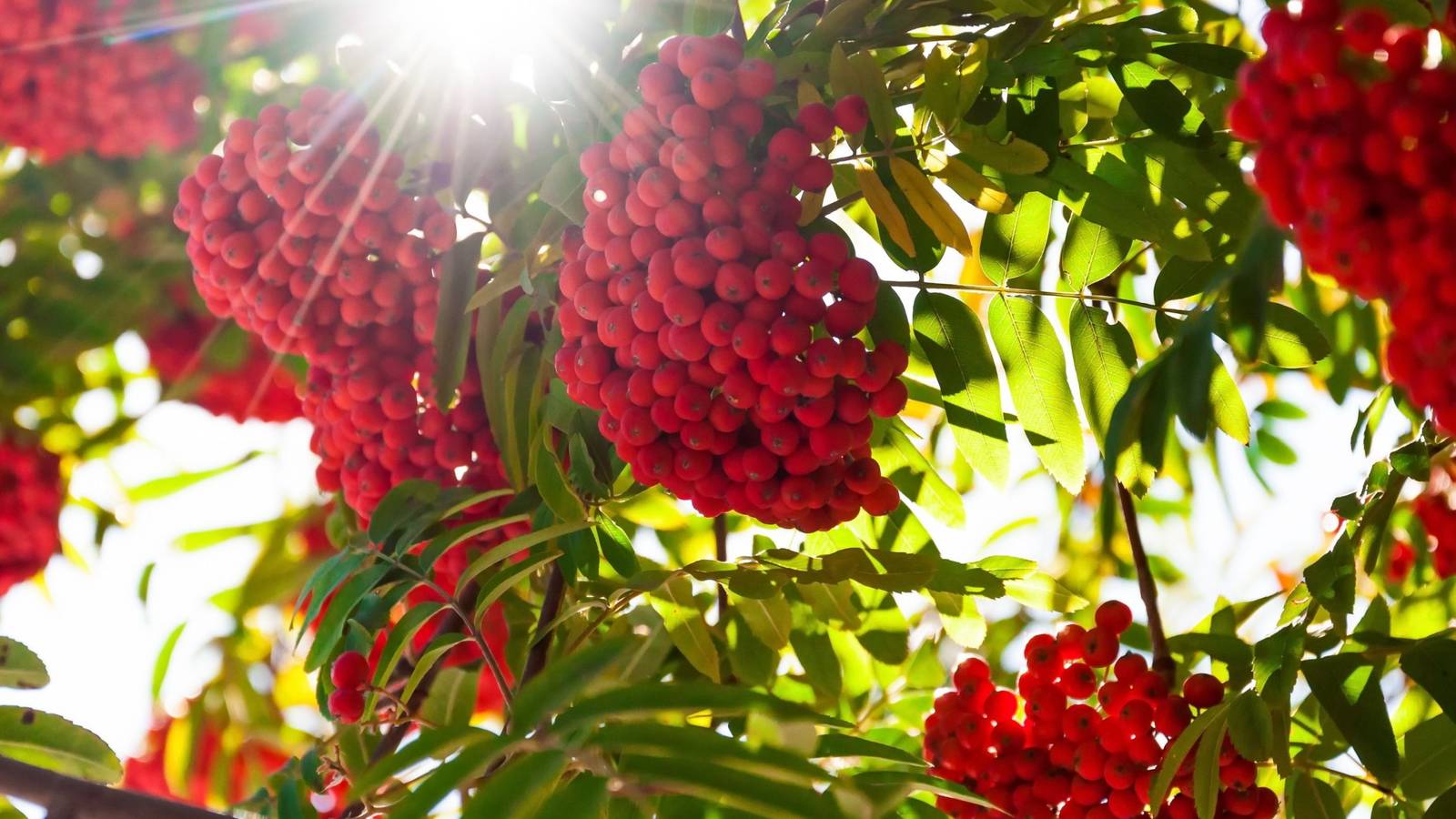 How to Grow a Rowan Tree in Your Backyard