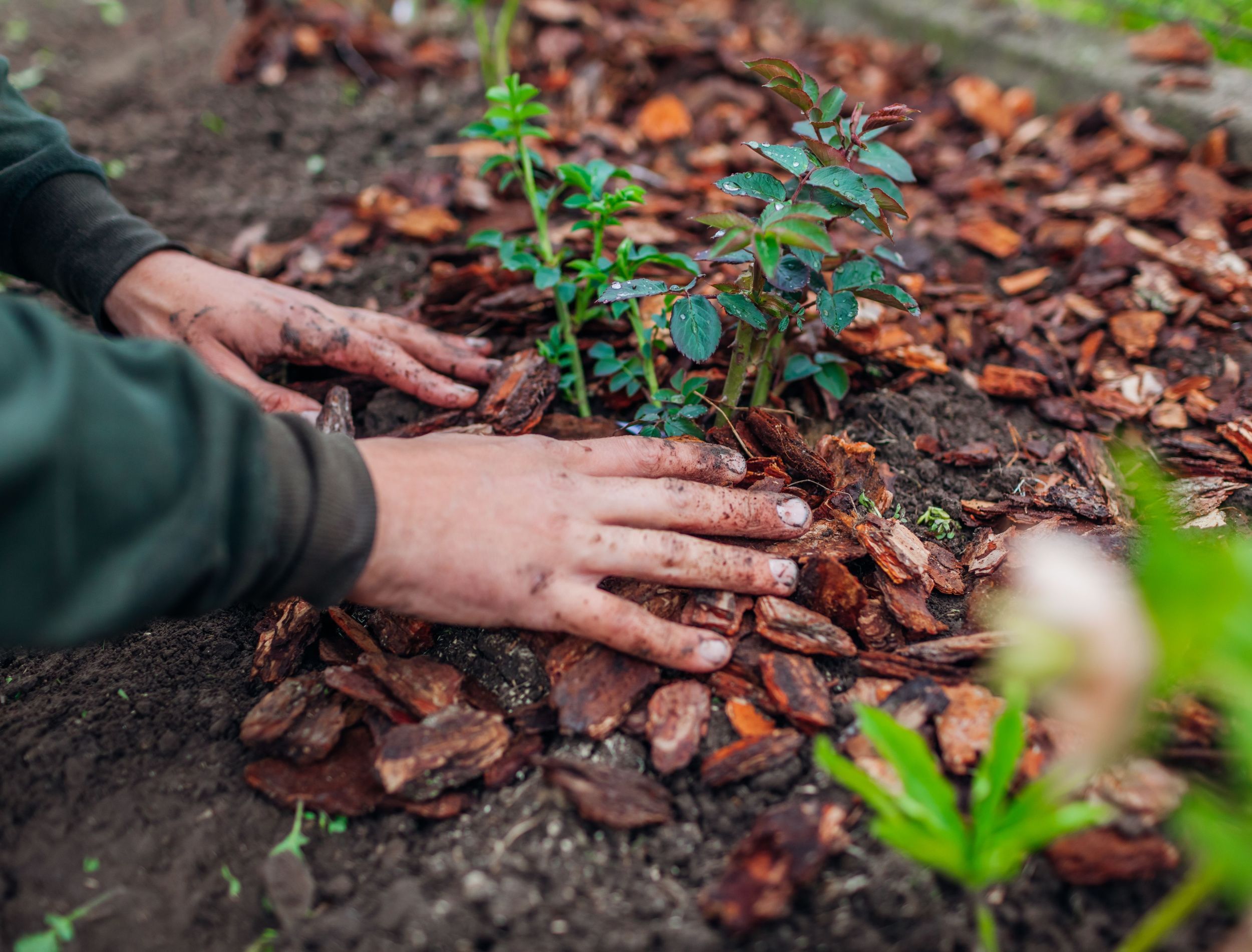 Maintaining Your Summer Garden