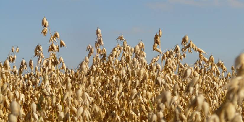 Cultivating Paleo-Era Plants For Modern Diets