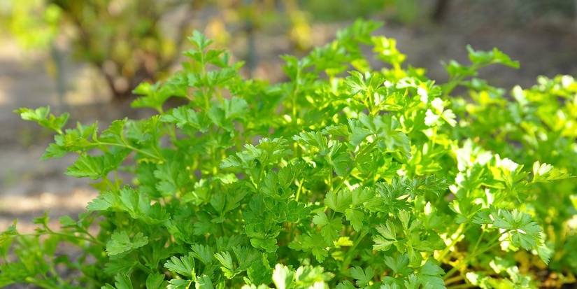 Grow These Winter Herbs
