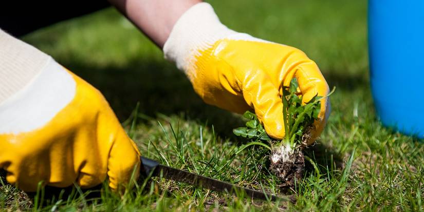 Effective Ways to Control Lawn Weeds: Digging vs. Pulling