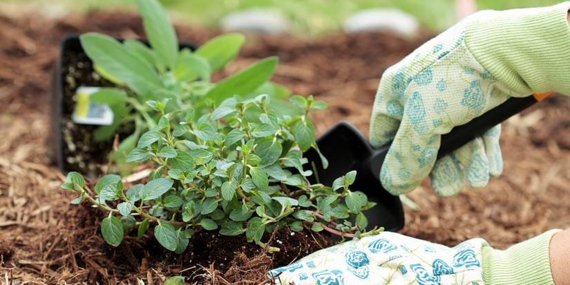 How to Grow a Cocktail Garden: 8 Plants You Need