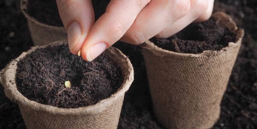 Grow Cocoa Beans: Set Your Home Garden up for Success