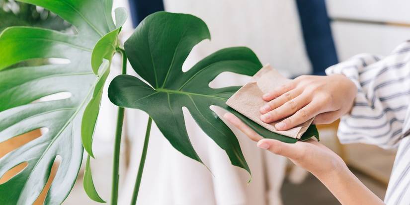 Spring Cleaning Checklist: How to Clean Plant Leaves