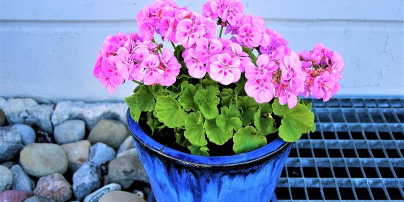 Adaptable Plants: 8 Options That Are Perfect for Indoors and Outdoors