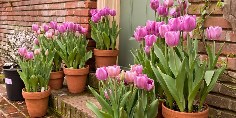 Plant These Flowers in Fall For a Glorious Spring Garden