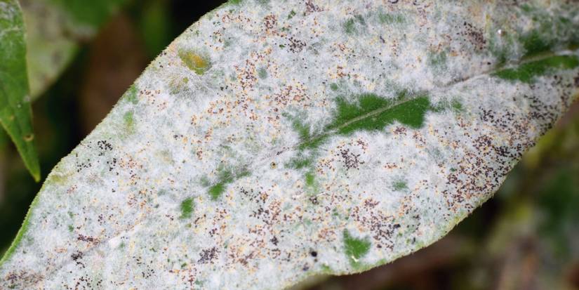 June Garden Threats: Hacks For Plant Pests and Diseases