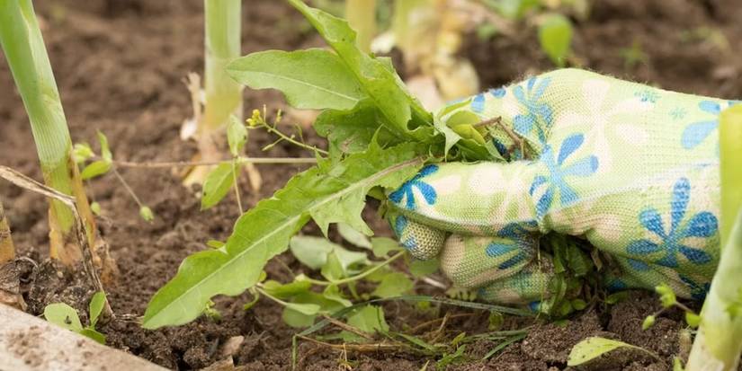 Martha Stewart’s Legally Blonde-Inspired Asparagus Garden