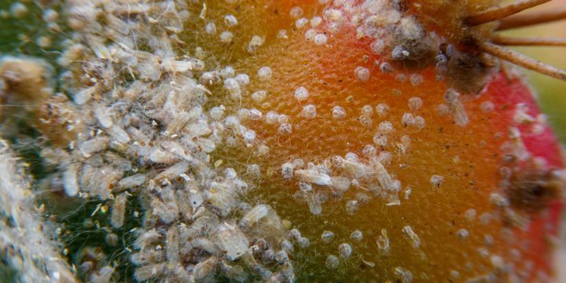 Succulent Security: Managing the Top 10 Pests and Diseases for Healthy ...