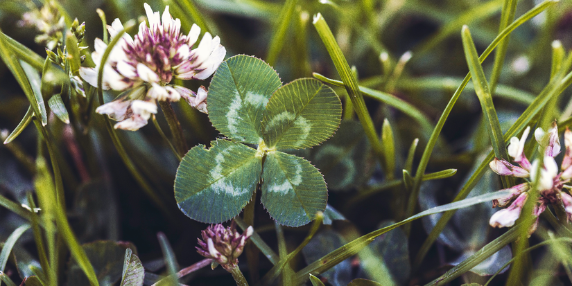 Why Shamrocks Rule St Patrick's Day: Unraveling the Mystery