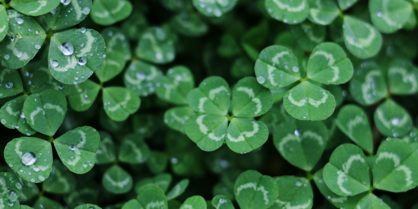 Why Shamrocks Rule St Patrick's Day: Unraveling the Mystery