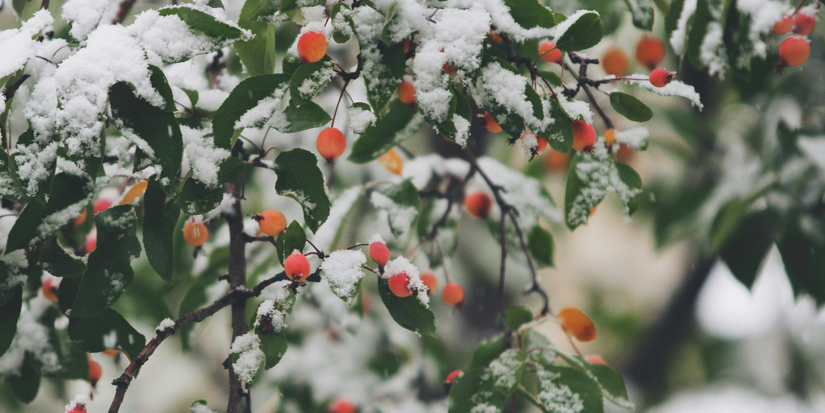 Plan Your Orchard: When Will Your Fruit Trees Start Producing?