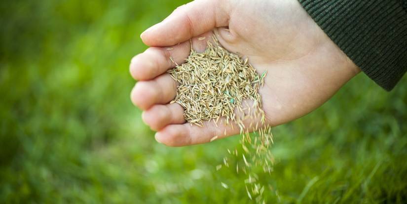 Fall Lawn Care: Expert Tips for Healthier and Greener Grass