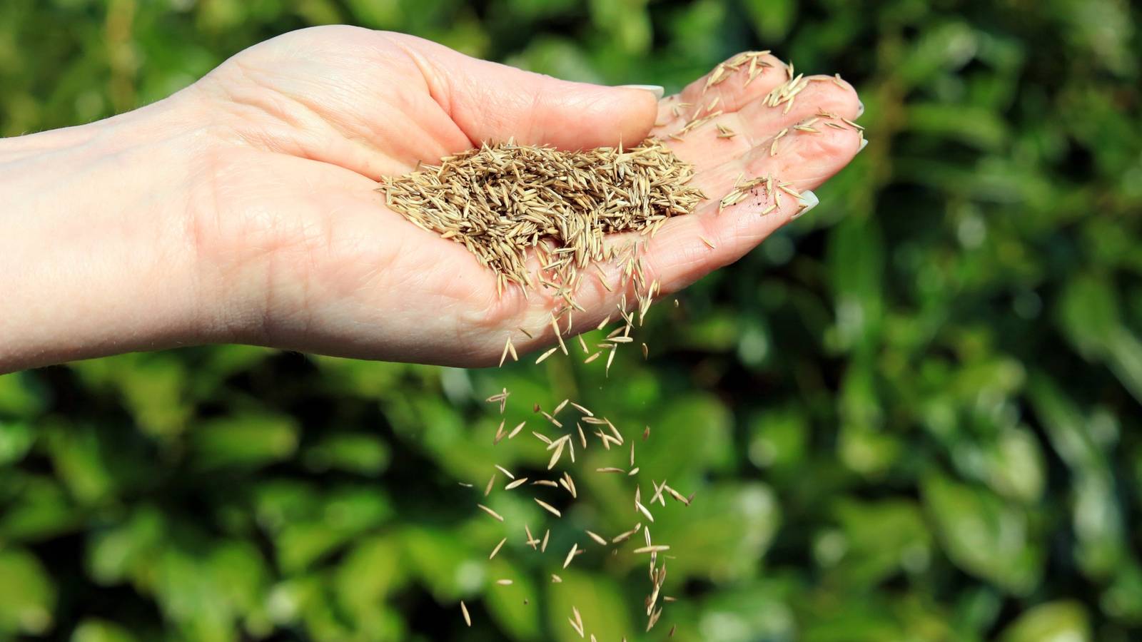 Spring Lawn Seeding: Unlock the Key to a Solid Lawn Care Routine