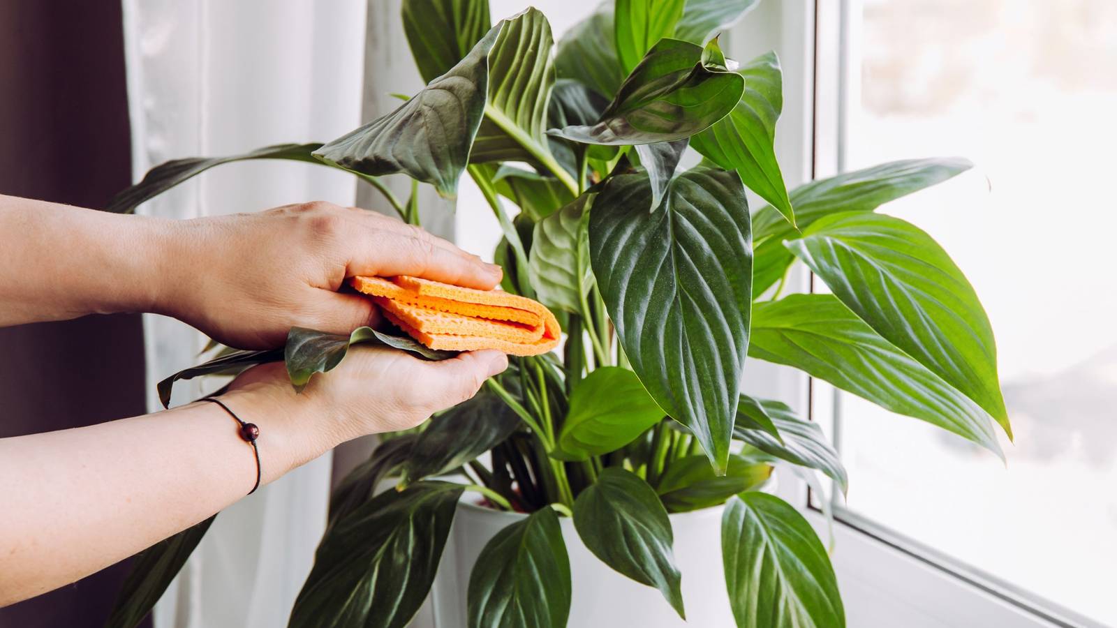 Spring Cleaning Checklist: How to Clean Plant Leaves