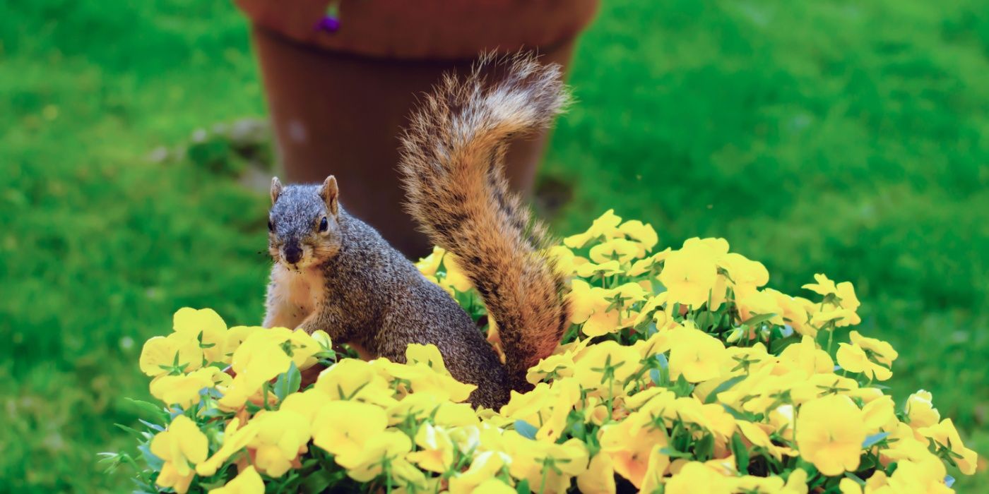 Harnessing the Benefits of Squirrels in Your Yard