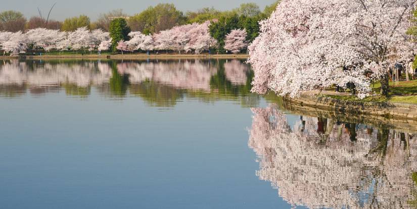 Use Ornamental Trees to Brighten Your Spring Garden