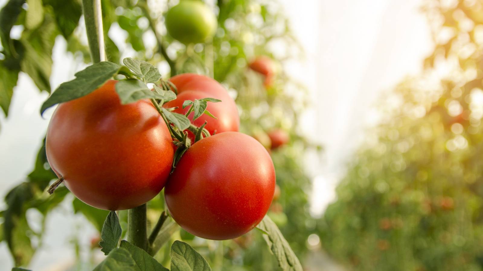 7 Tips For Growing Tomatoes From Seed