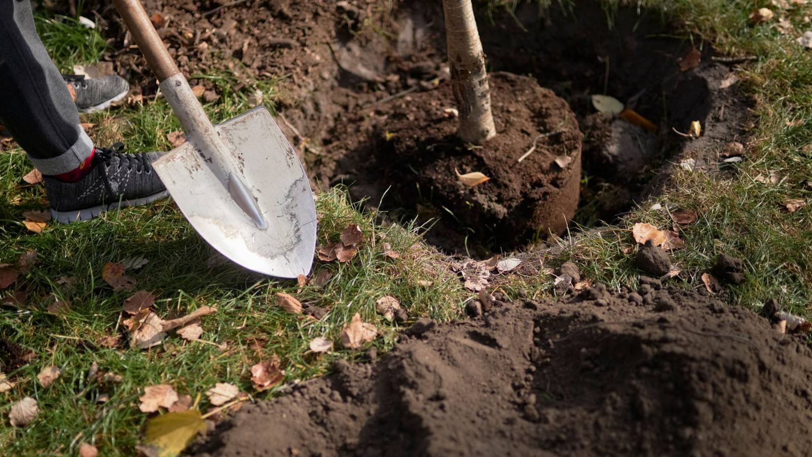 Maximizing March: The Prime Time for Tree Transplanting