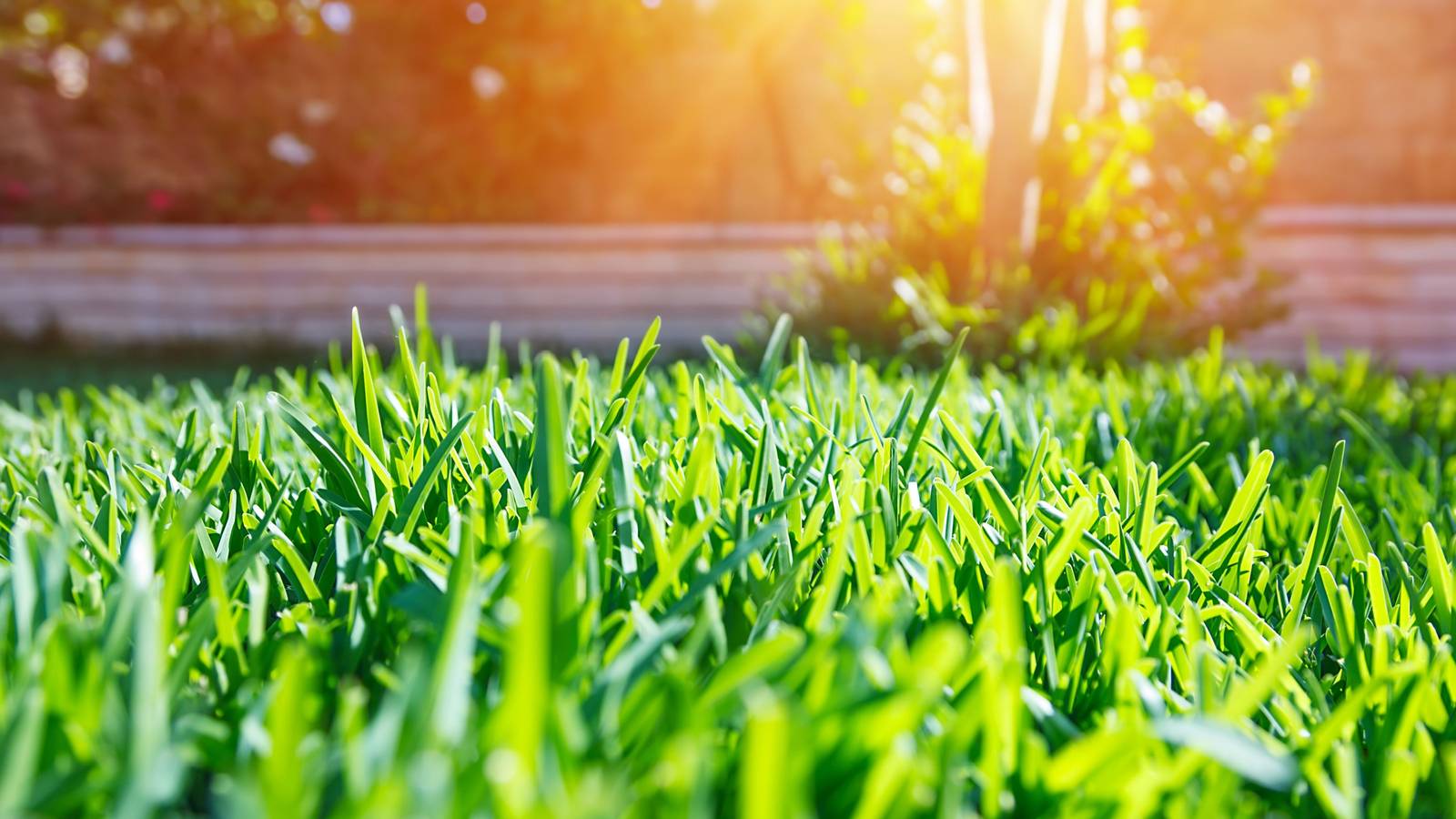 Identifying the Grass Types in Your Yard