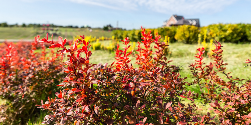 8 Thorny Plants to Add to Your Garden or Landscape