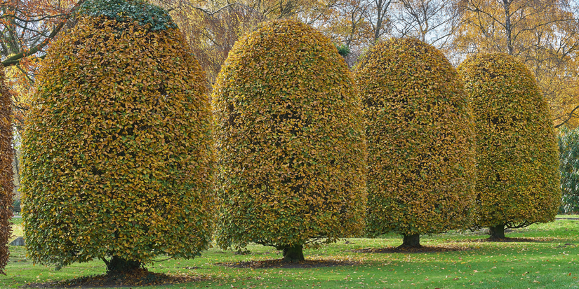 Enhance Your Landscape With Hornbeam Trees