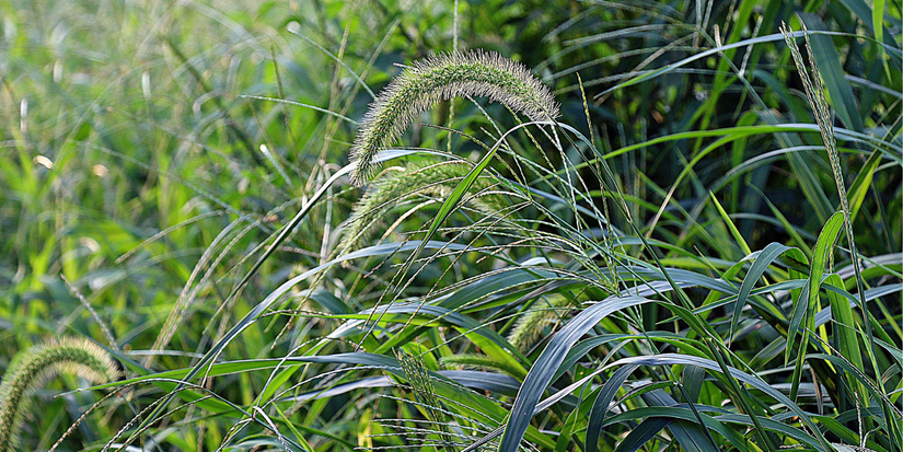 6 Reasons to Get Rid of the Fox Tail Plant