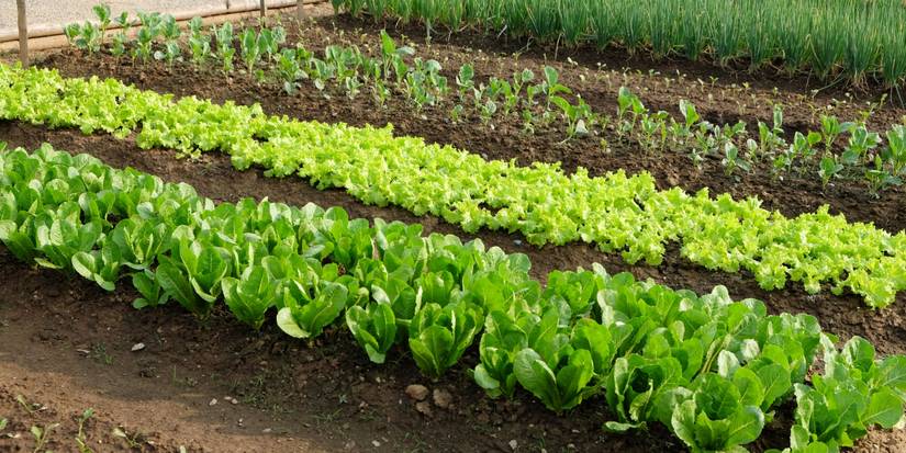 A Guide to Effective Crop Rotation in Home Gardening