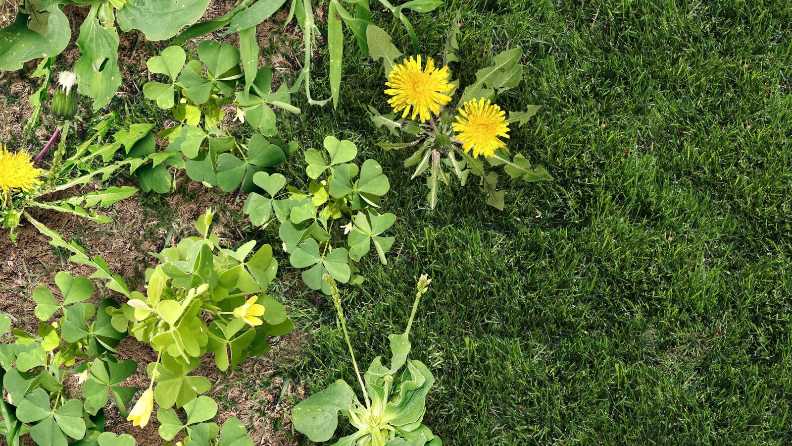 Get Rid of Common Spring Lawn Weeds