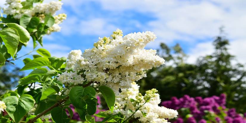 Creating a Vibrant Garden Oasis with Lilac Shrubs