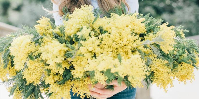 French Riviera Mimosa Festival: Golden Blooms and Culture