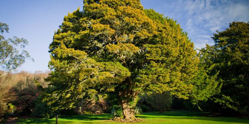 The Dark Legends Behind Ordinary Trees and Plants