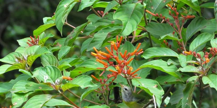 Year-Round Hummingbird Plants That Keep Your Garden Buzzing