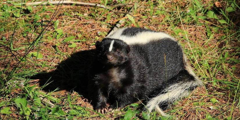 Eliminating Skunks From Your Garden: Effective Solutions
