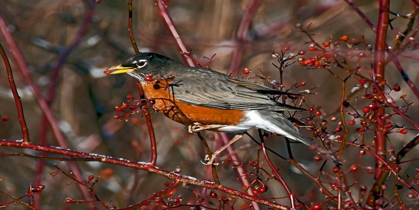 Invite These Spring Birds to Your Garden
