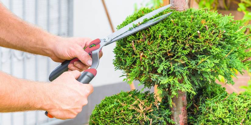 Shaping Shrubs and Bushes: Create a Stunning Landscape Design