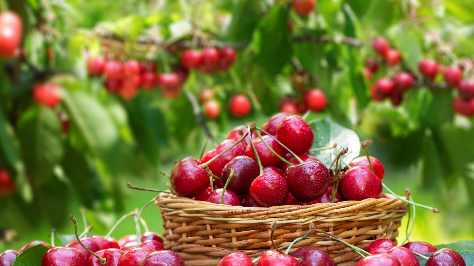 How and Why to Shop in Season For Spring