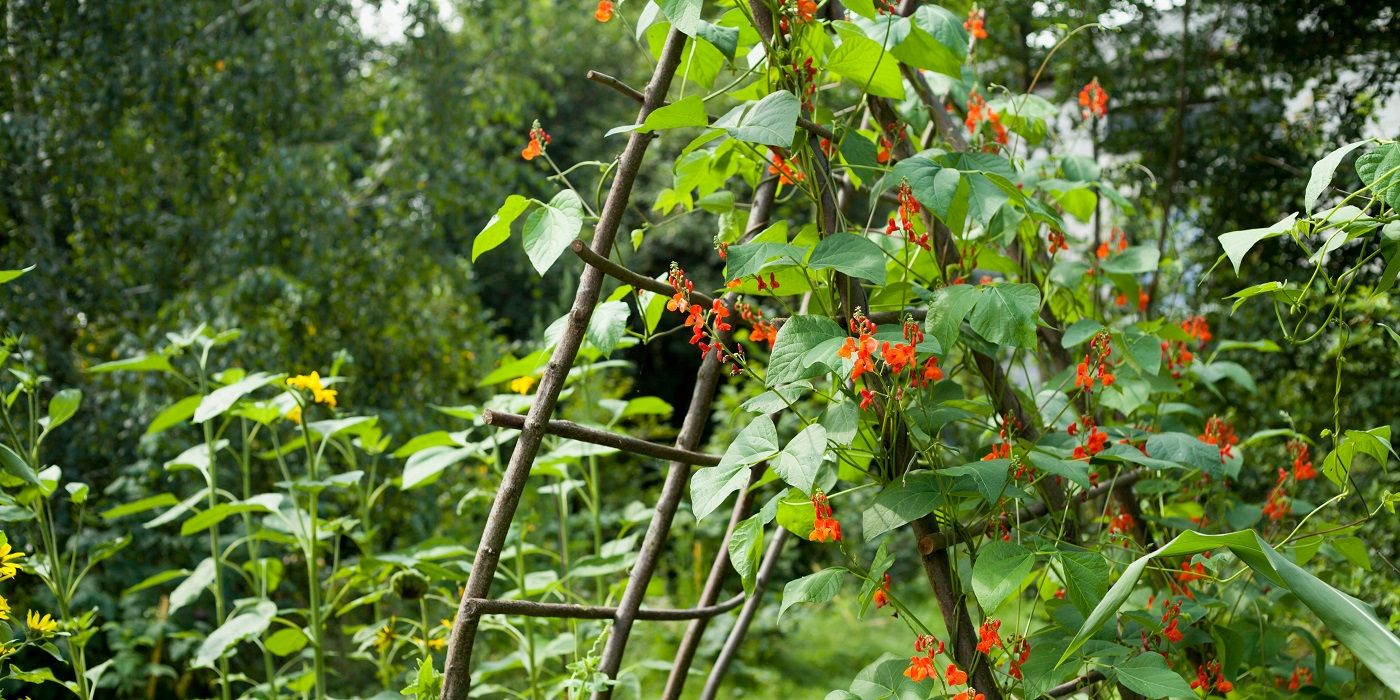 Garden Design Ideas: X4 Ways to Beautify Plant Supports