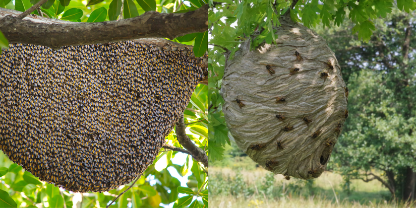 How to Handle a Bee Hive in Your Yard This Spring
