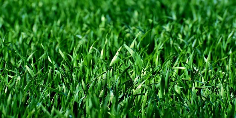 Growing Golf Course Grass at Home