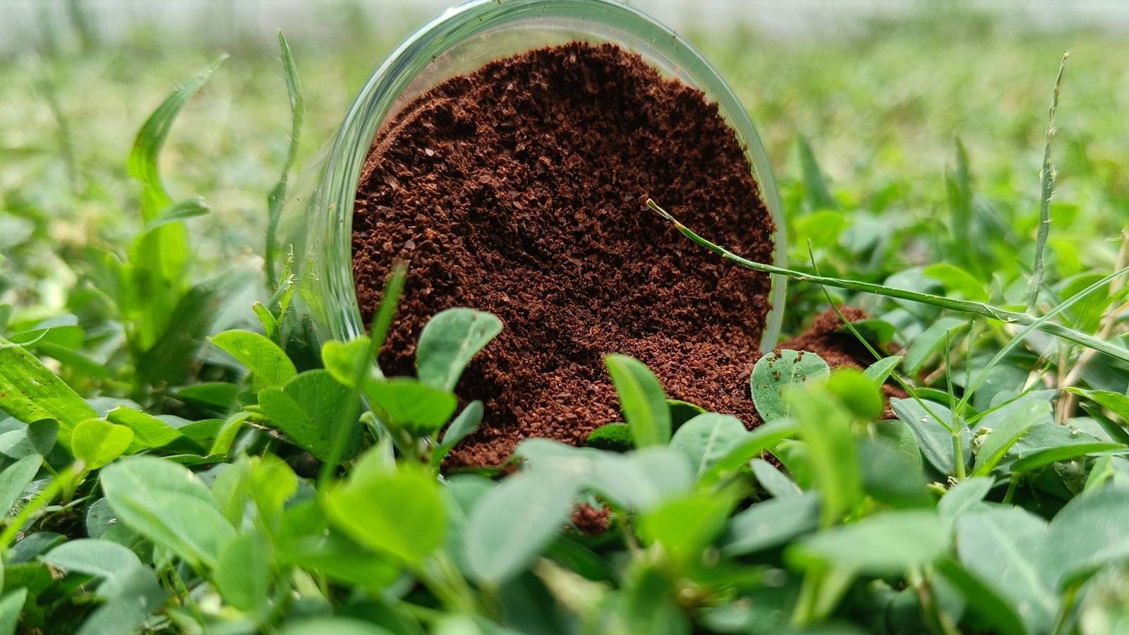 8 Ways to Use Coffee Grounds for Plants