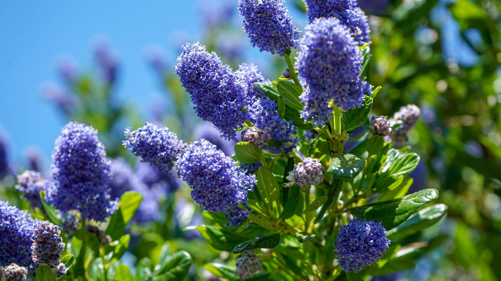 8 Fire Resistant Plants to Shield From Wildfires