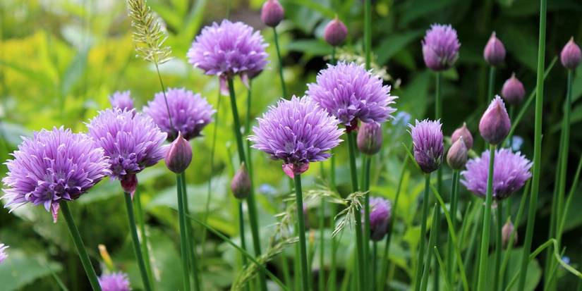 Chive Blossoms: Dig Into Delicious and Healthy Edible Flowers