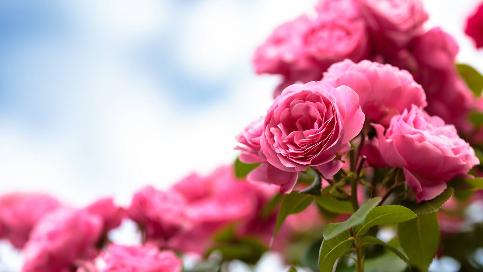 The Beauty Within: 9 Flower Names and Their Meanings