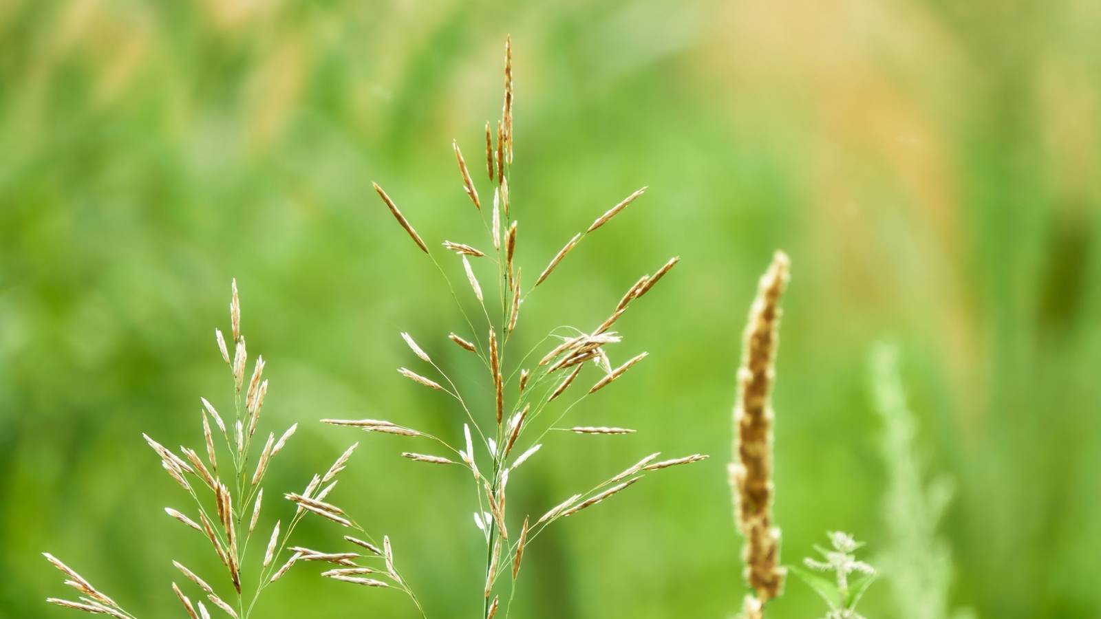 Lawn Care Tips for Cool Season Grass Heads in Your Yard