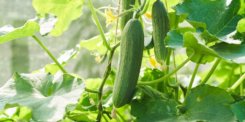 Comparing Vining Cucumbers and Bush Cucumbers