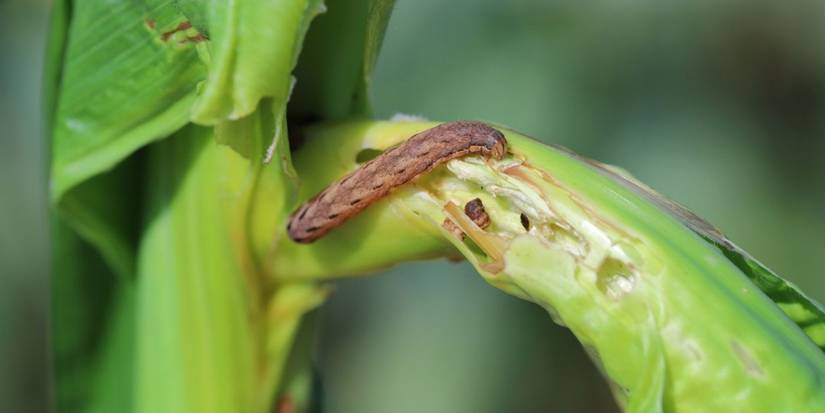 tiny brown worms in soil