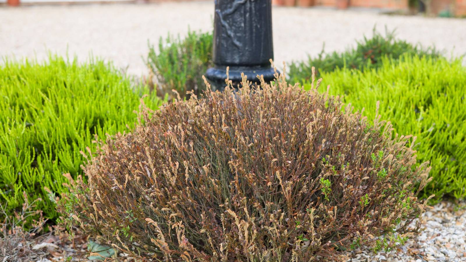 How to Save Your Plants: Avoiding the Top Gardening Mistakes