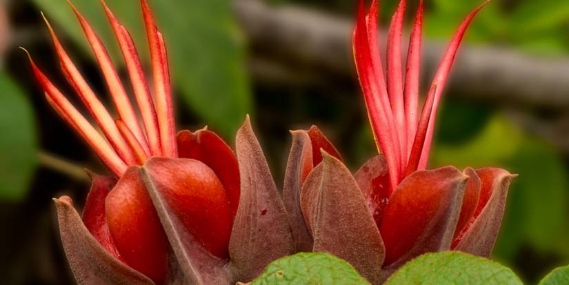 Transform Your Garden with Weird Flowers