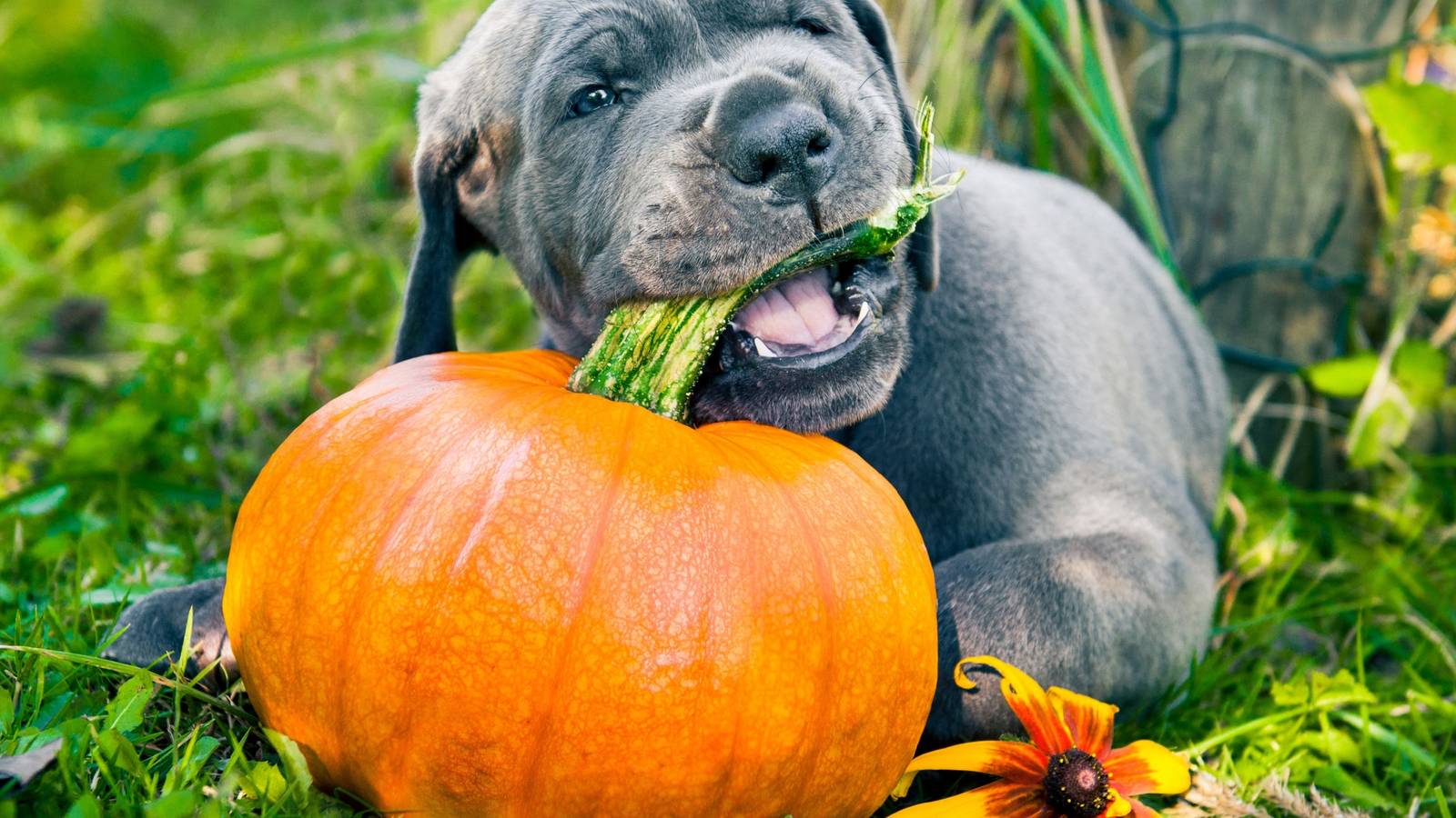 Growing Nutrient-Rich Dog Food at Home